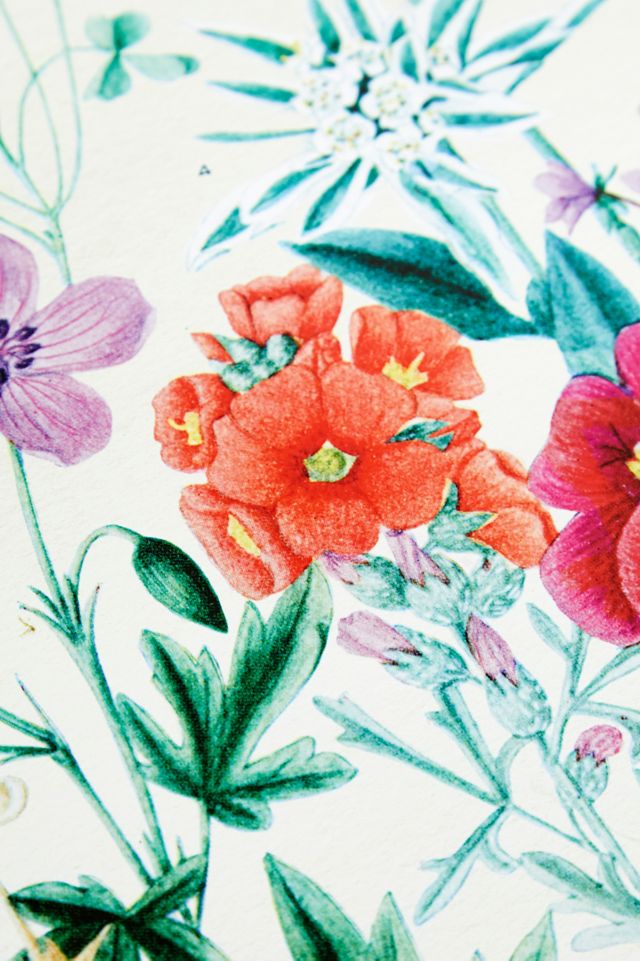 Poster 30 x 40 fleurs sauvages rouges et bleues | Urban Outfitters FR