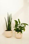 Ivory 15cm Diameter Plant Pot | Urban Outfitters UK