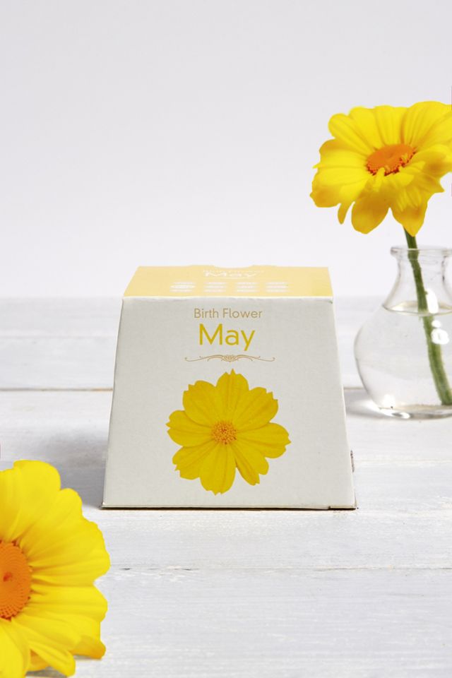 Grow a Cosmos May Birth Flower Kit | Urban Outfitters UK