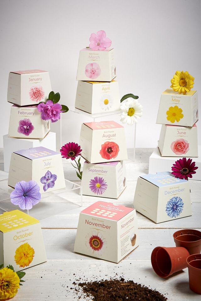 Grow a Marigold October Birth Flower Kit | Urban Outfitters UK