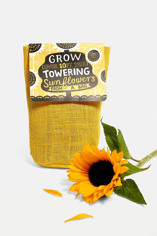 Towering Sunflower Grow Kit | Urban Outfitters UK