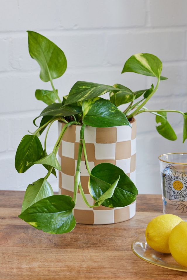 Foli8 Devil's Ivy Live Plant | Urban Outfitters UK