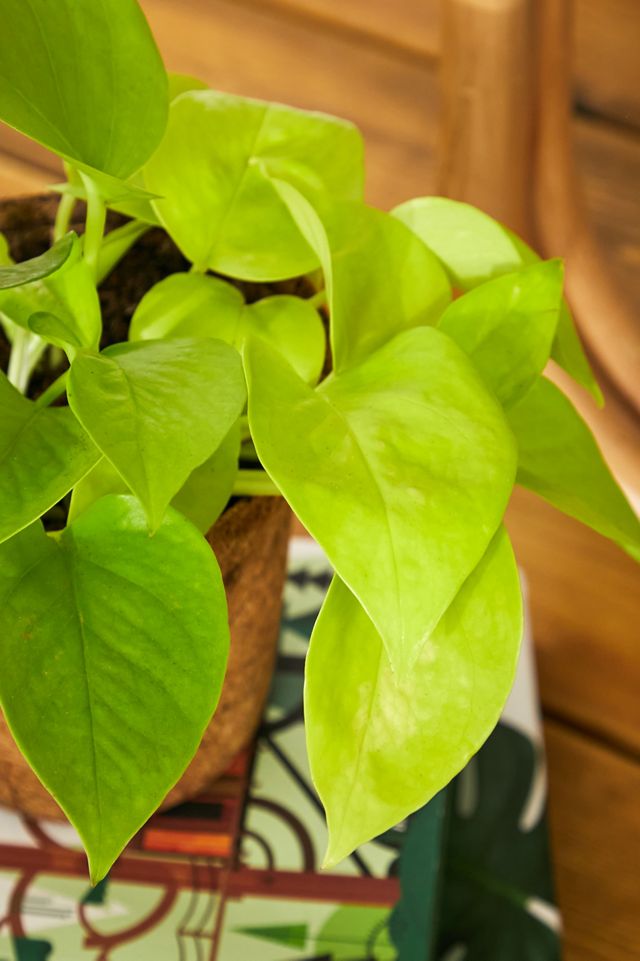 Foli8 Neon Pothos Live Plant | Urban Outfitters UK