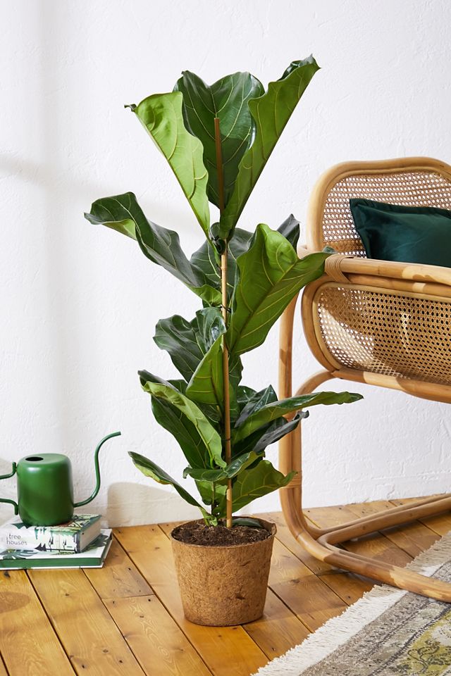 Foli8 Fiddle Leaf Fig Live Plant | Urban Outfitters UK