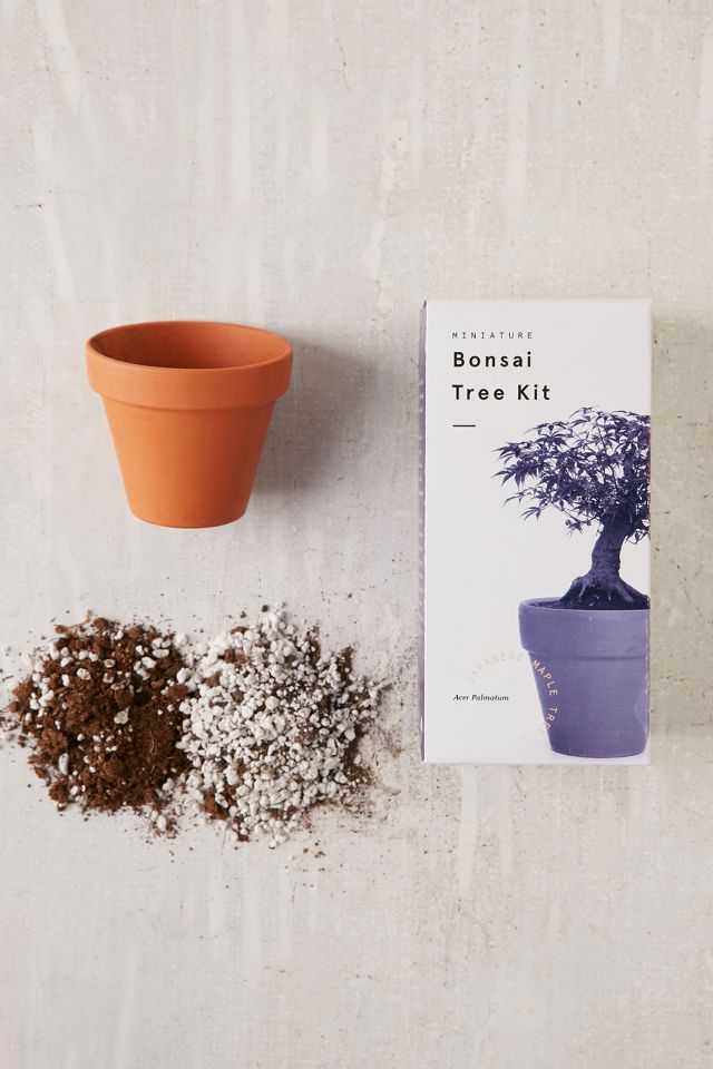 Miniature Indoor Bonsai Maple Tree Grow Kit | Urban Outfitters DE