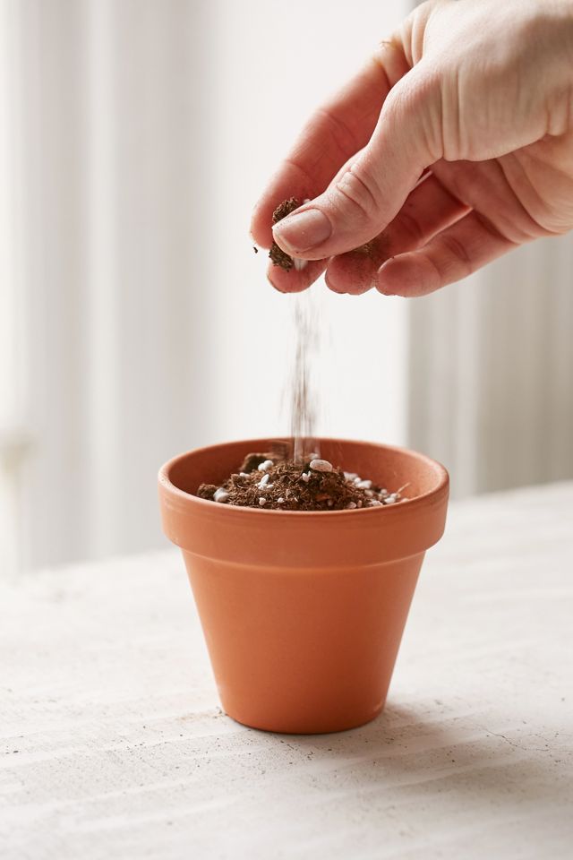 Miniature Indoor Bonsai Maple Tree Grow Kit | Urban Outfitters UK